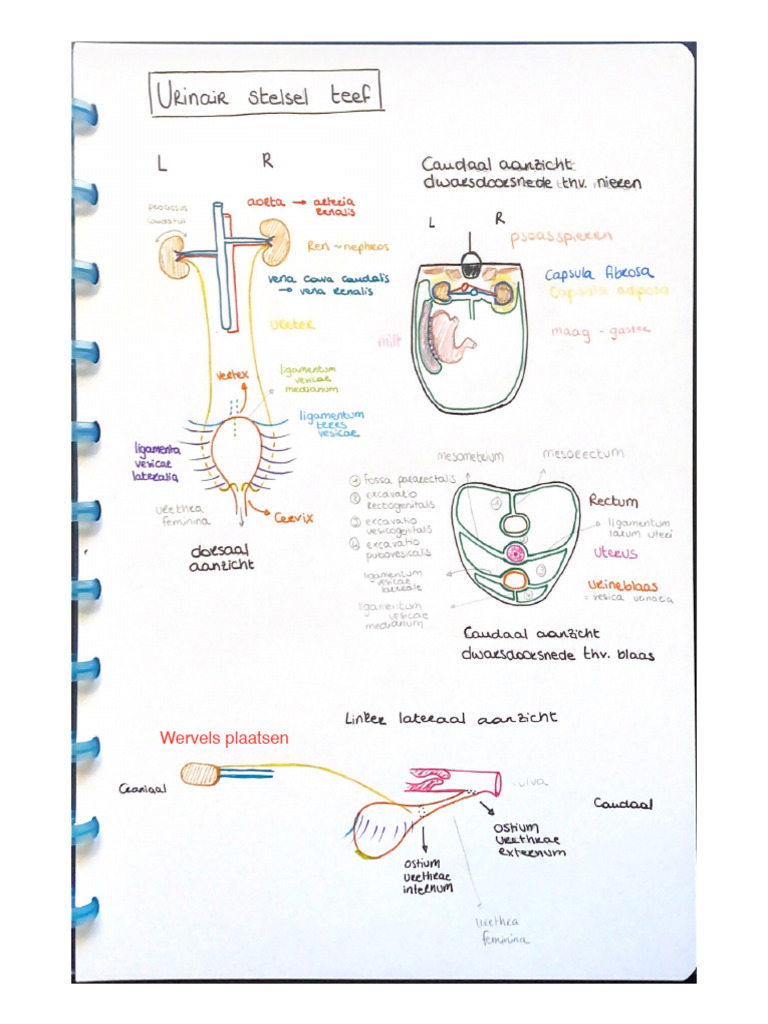 Urinair Stelsel | PDF