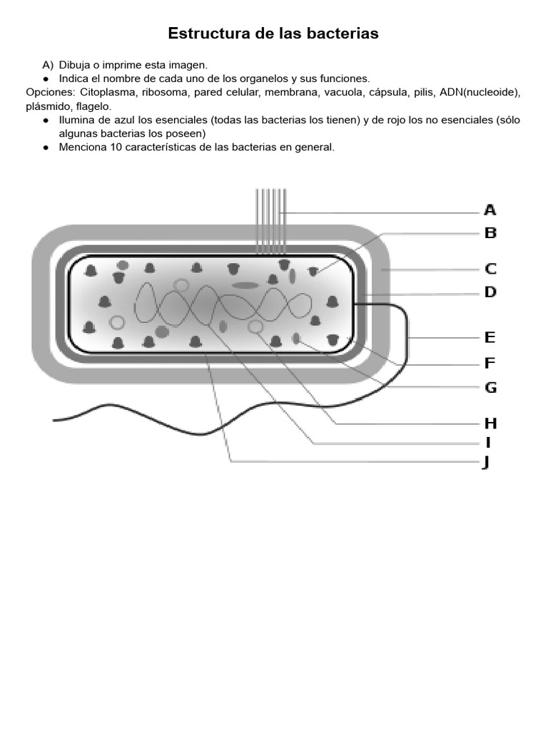 Estructura de las bacterias instrucciones | PDF