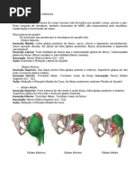 Anatomia dos Músculos Anteriores da Coxa | PDF | Sistema Locomotor ...