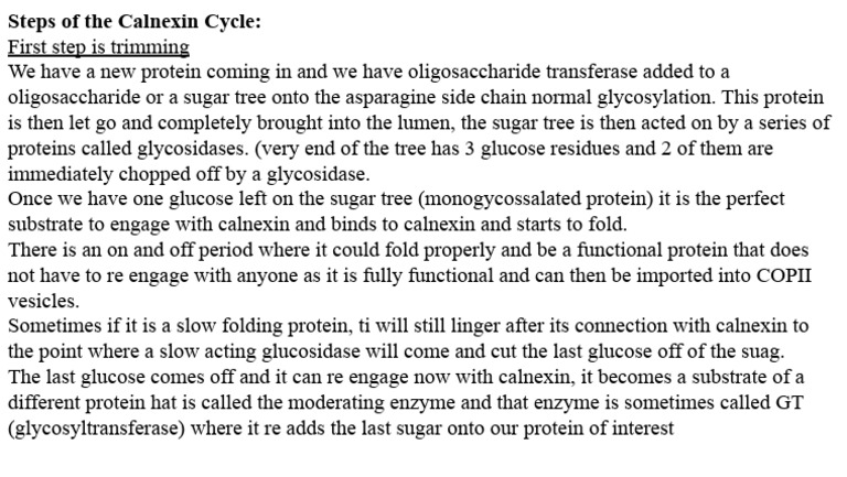 Steps of The Calnexin Cycle | PDF