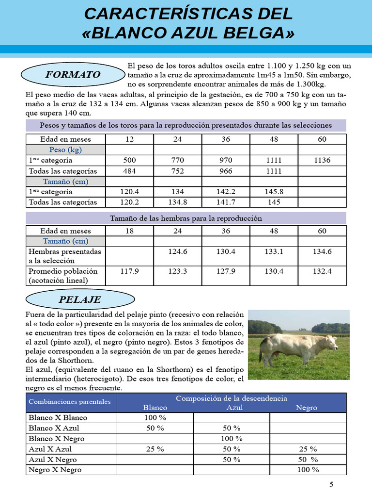 Características del Toro Azul Belga | PDF | Carne | Vacas