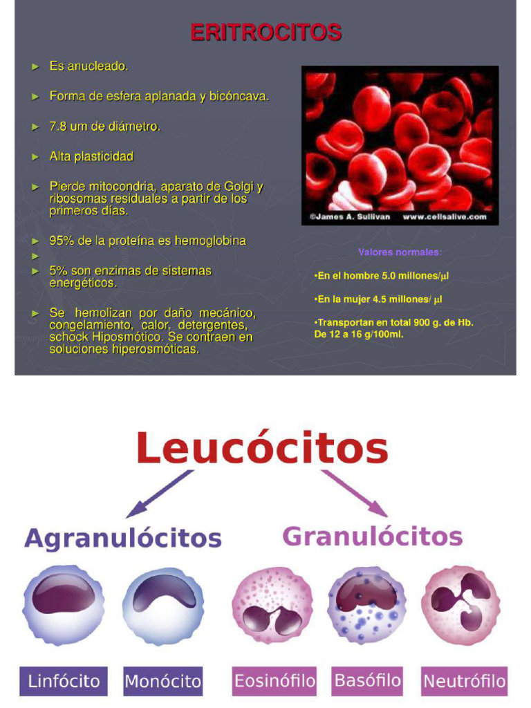 Eritrocitos L | PDF