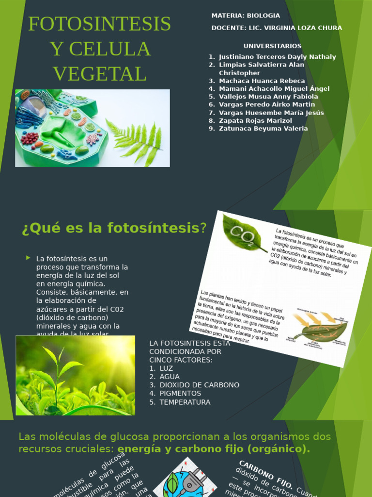 Fotosintesis y Celula Vegetal | PDF | Biología Celular) | Nucleo celular