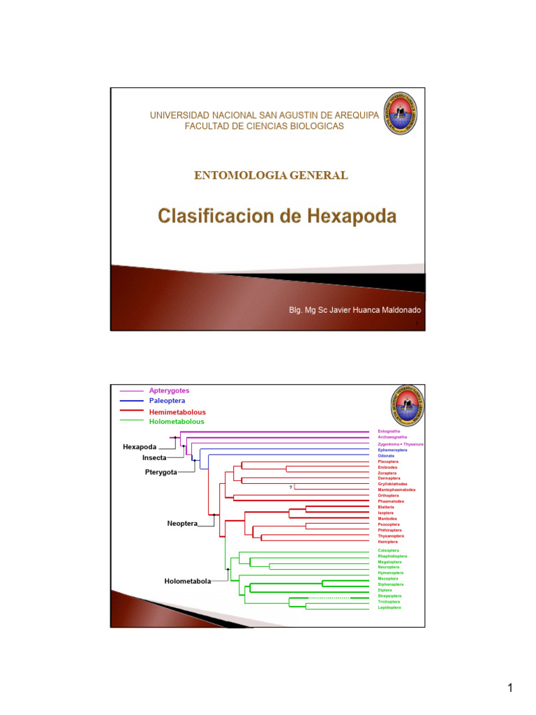 SEM-12 Clasificacion de Hexapoda 04 JHM-2024 | PDF | Mosca | Hexapoda