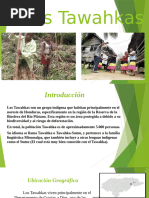 Informe de Los Tawahkas | PDF | Honduras | Agricultura