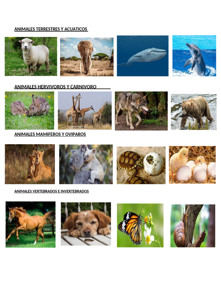 Animales Terrestres y Acuaticos | PDF