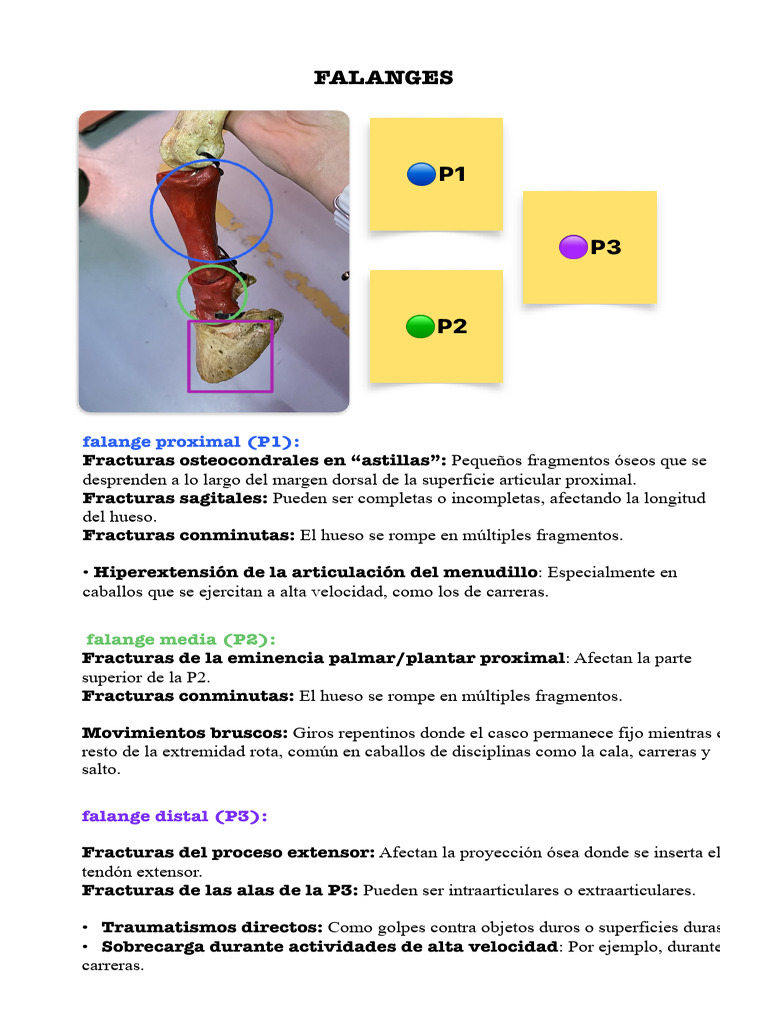 Falange S | PDF