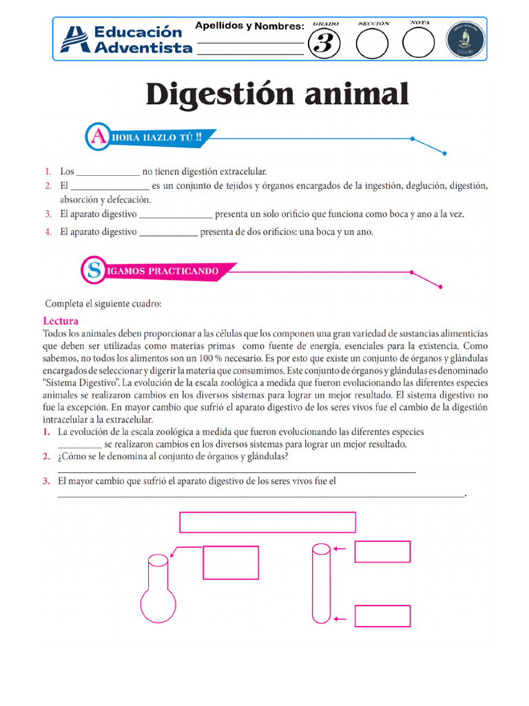 Biologia 3 Digestion Animal | PDF