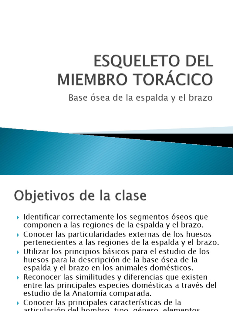 Clase 3 - Humero, Escapula y Articulación Del Hombro | PDF ...