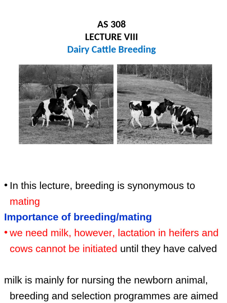8 as 308 Dairy Cattle Breeding | PDF | Cattle | Dairy Cattle