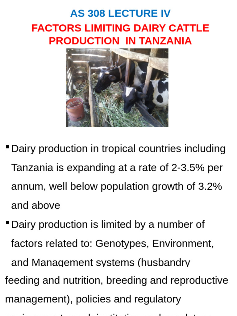Factors Limiting Dairy Production in Tanzania | PDF | Dairy Cattle | Cattle