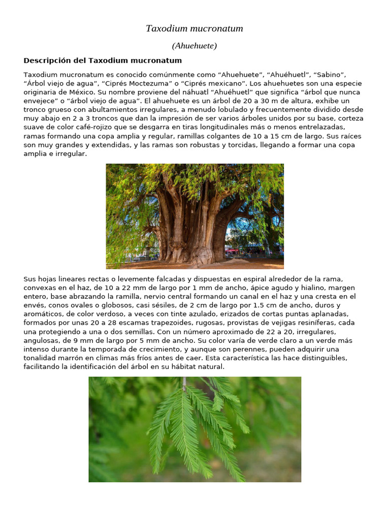 Taxodium mucronatum (Ahuehuete) | PDF | Plantas