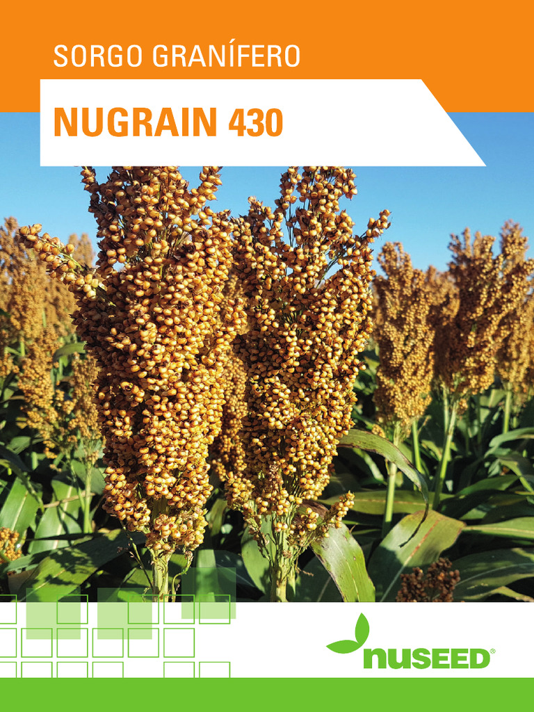 Flyer SG Nugrain 430 Out 2024 - 175x25cm | PDF