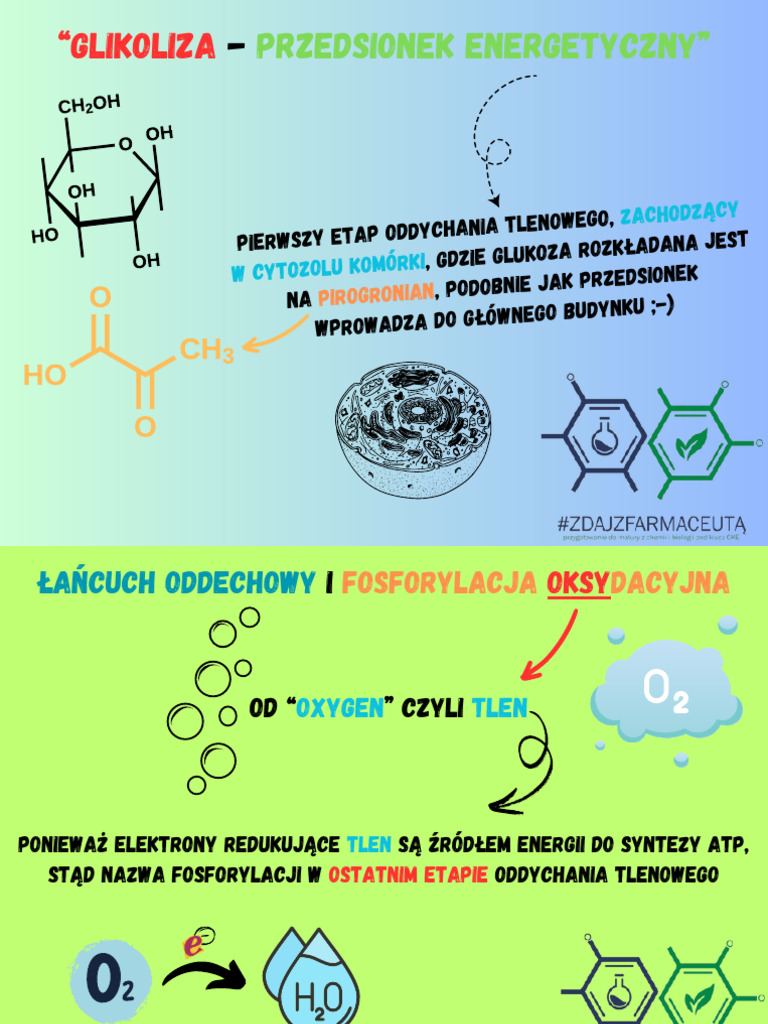 Oddychanie Tlenowe I Fermentacja | PDF