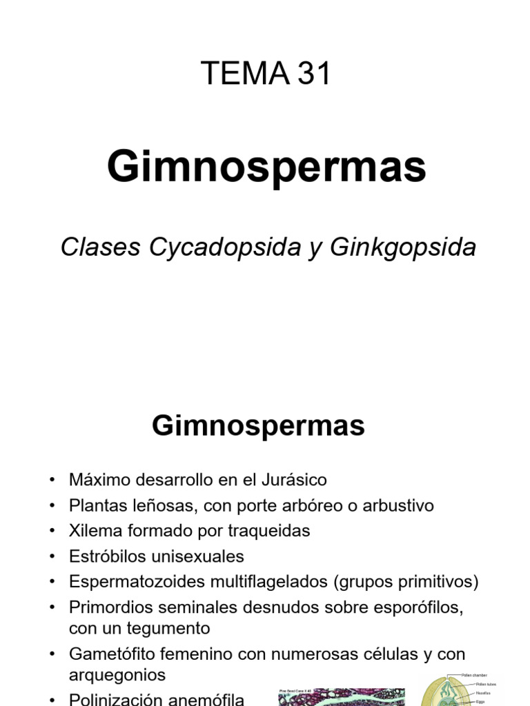 Clases Cycadopsida y Ginkgopsida | PDF | Plantas | Botánica