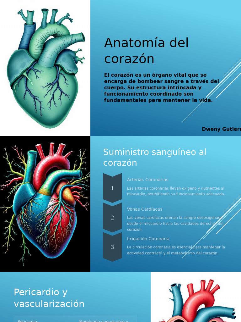 Anatomia Extendido | PDF | Corazón | Ventrículo (corazón)