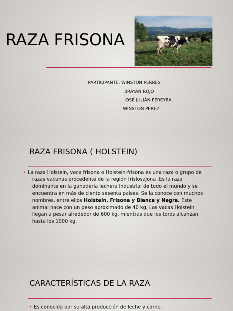 Raza Frisona: Características y Origen | PDF