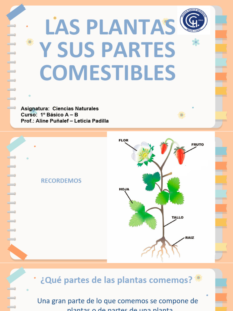 Partes Comestibles de Las Plantas | PDF