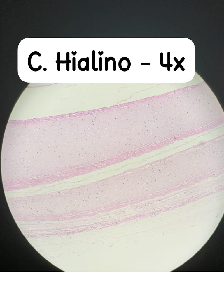 Histo Imagenes | PDF