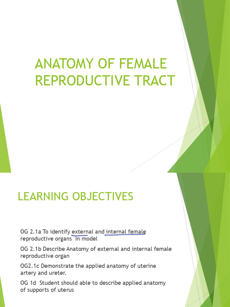 Anatomy of Internal & External_250319_000513 | PDF | Uterus | Vagina