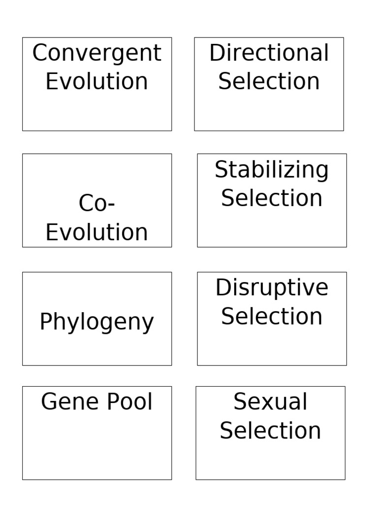 Vocabulary+Flash+Cards Evolution | PDF