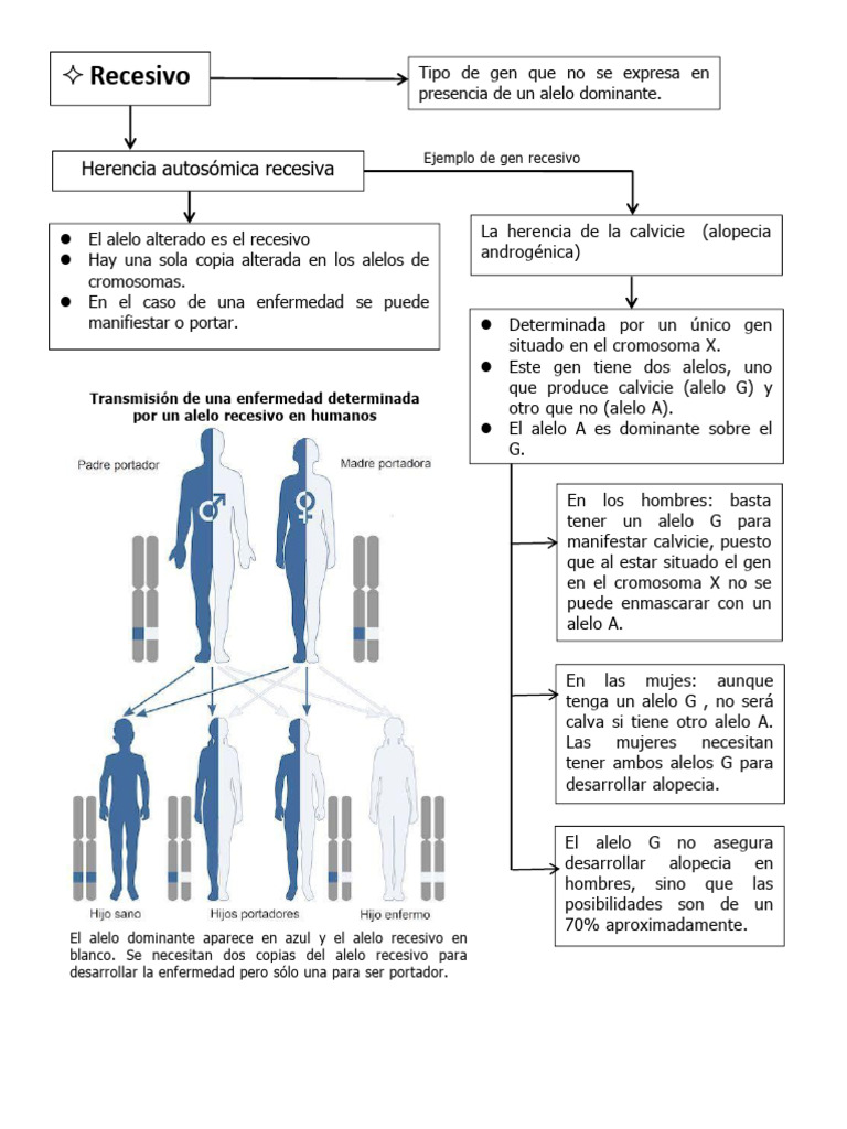 Gen Recesivo | PDF | Alelo | Dominancia (Genética)