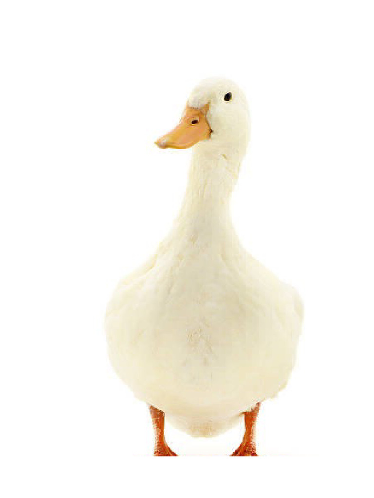 Doc1-Pato Blanco | PDF