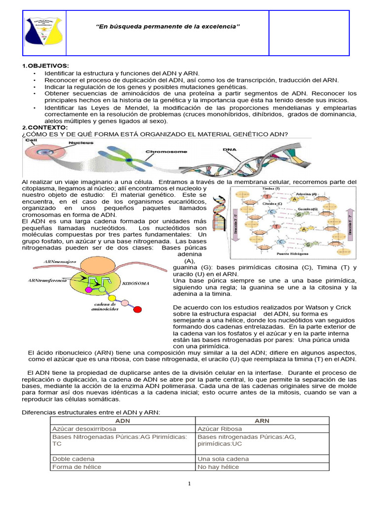Estructura y Funciones del ADN y ARN | PDF | Rna | Adn