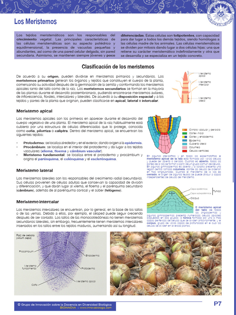 Meristemos: Crecimiento y Tipos en Plantas | PDF | Raíz | Tallo de la ...