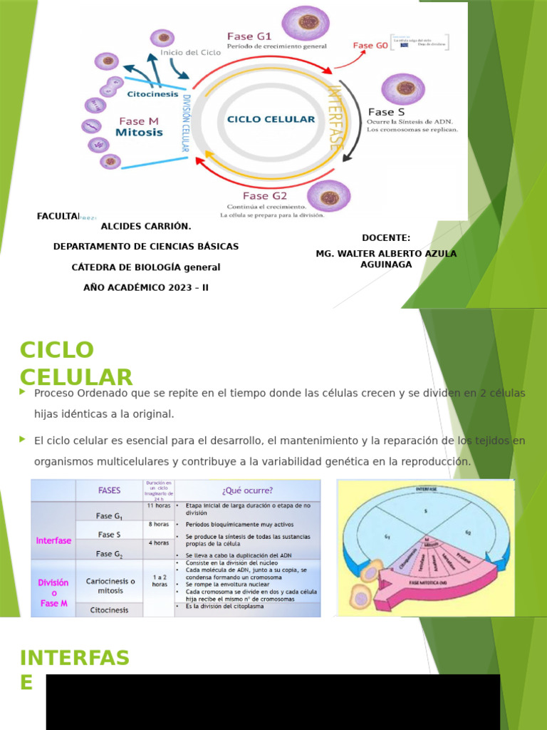 Biologia - Ciclo Celular y Metabolismo Celular | PDF