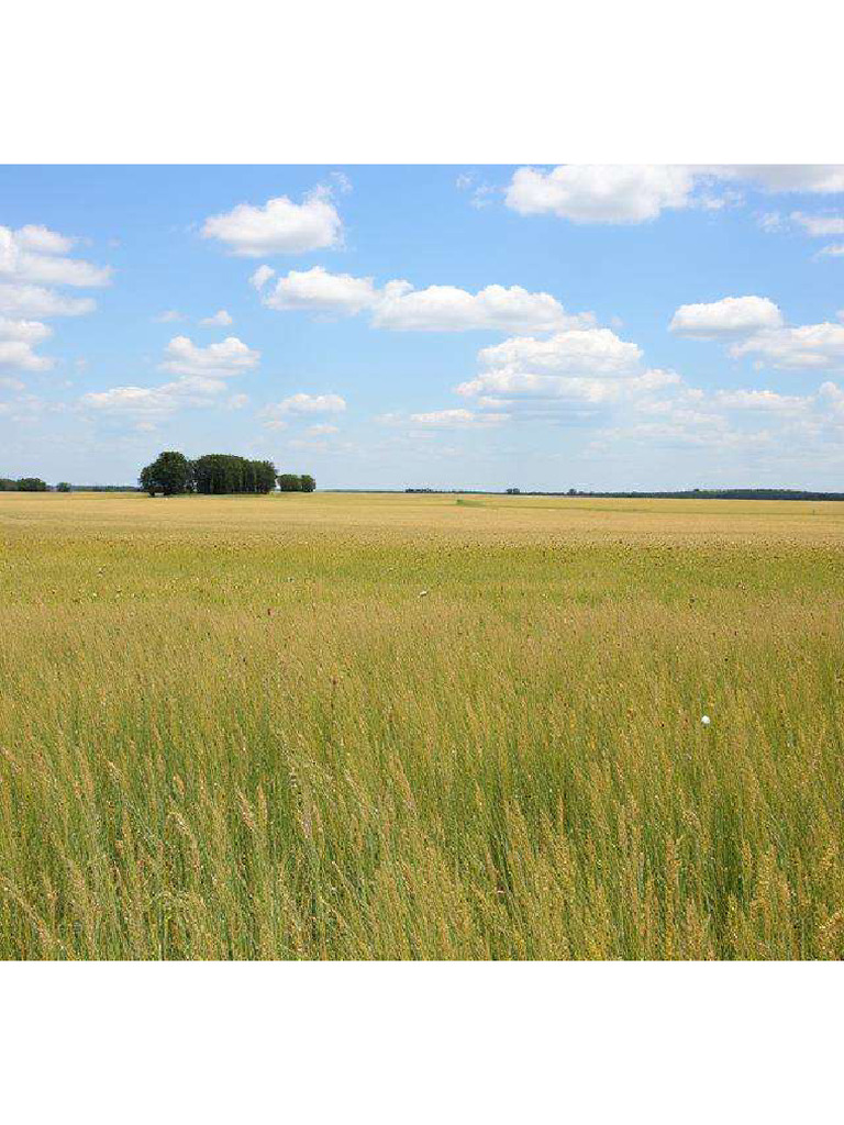 Prairie For Drawing 5 | PDF