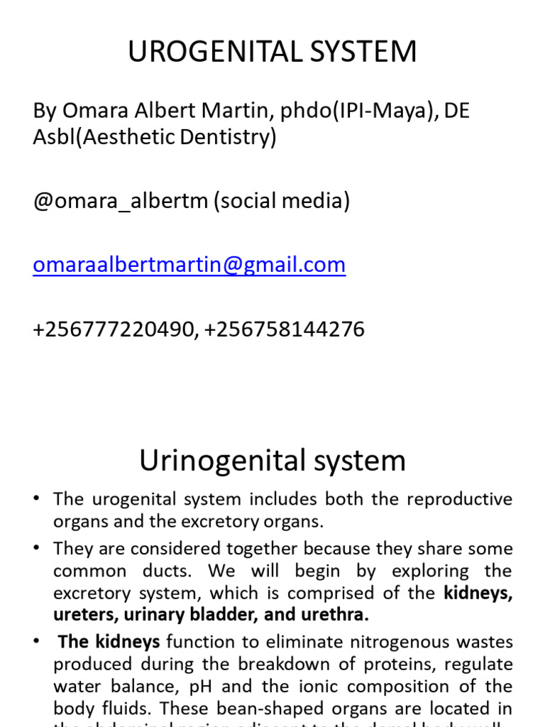 Urinogenitalsystem 220326035811 | PDF | Genitourinary System | Urinary ...