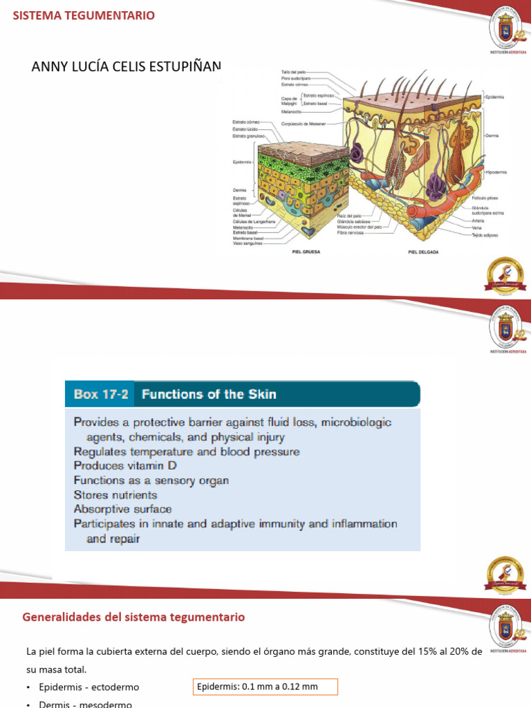 tegumentario 2023 histo | PDF | Sistema tegumentario | Epidermis