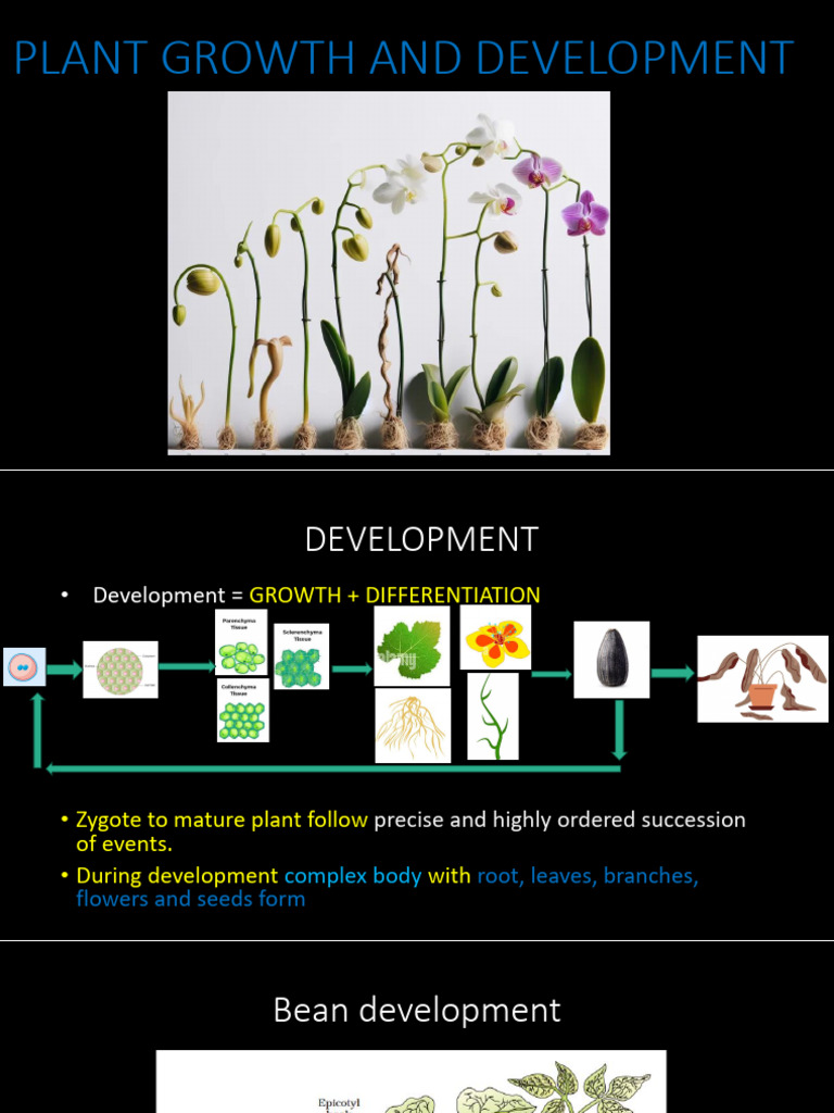 Plant Growth and Development Overview | PDF