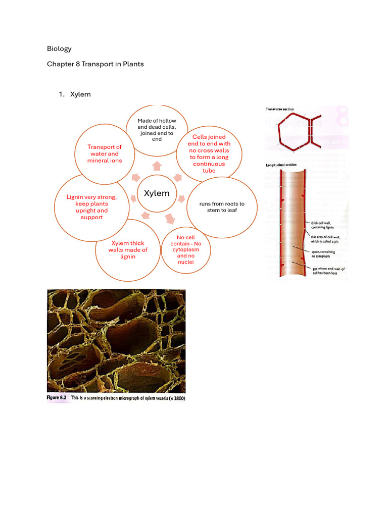 Plant Transport: Xylem & Phloem Explained | PDF | Leaf | Stoma