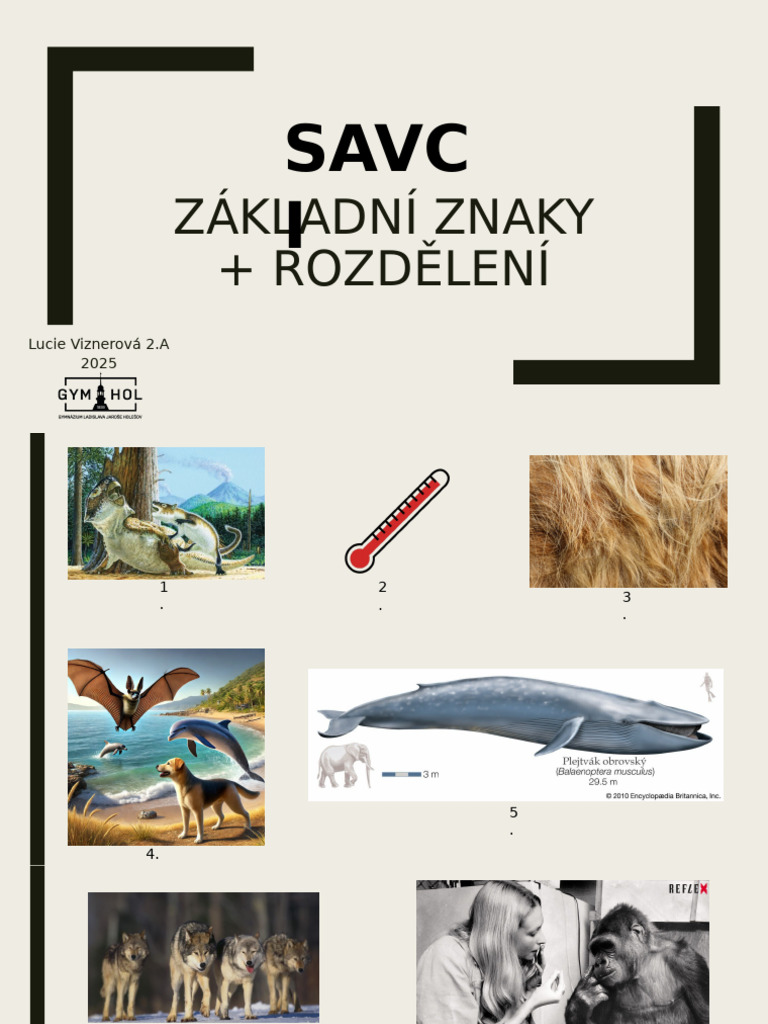 Prezentace Savci Rozdělení A Charakteristika | PDF