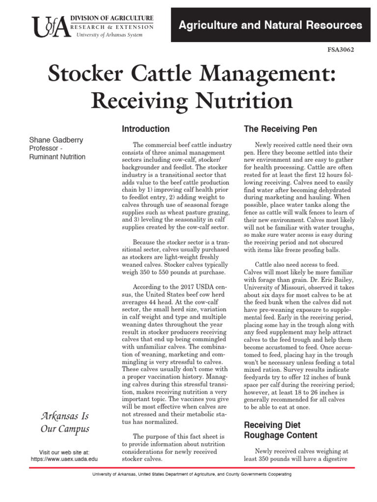 Stocker Cattle Management | PDF | Cattle | Diet (Nutrition)