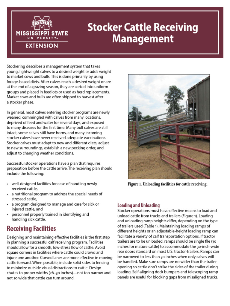 Stocker Cattle Receiving | PDF | Cattle | Dietary Supplements