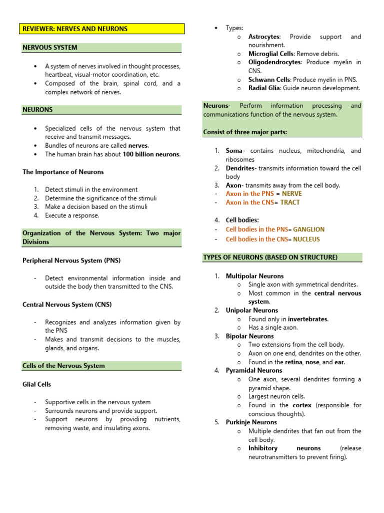 Module 2 Biopsych Reviewer | PDF | Neuron | Nervous System