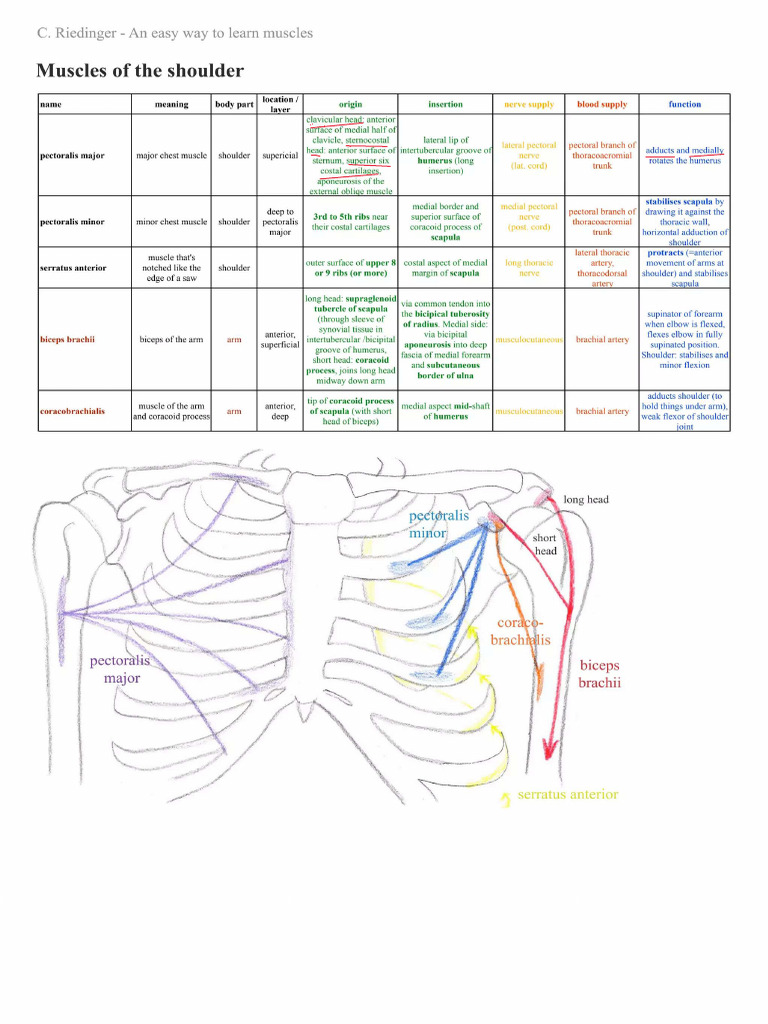 Anatomy Easy Way | PDF