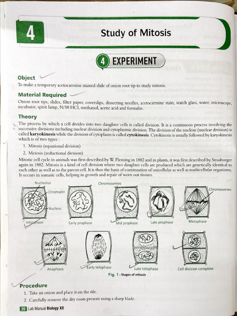 Onion Root Tip | PDF