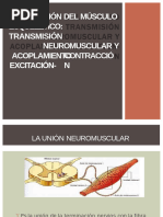 Ejemplos de Movimiento Ameboide | PDF | Músculo esquelético | Biología ...