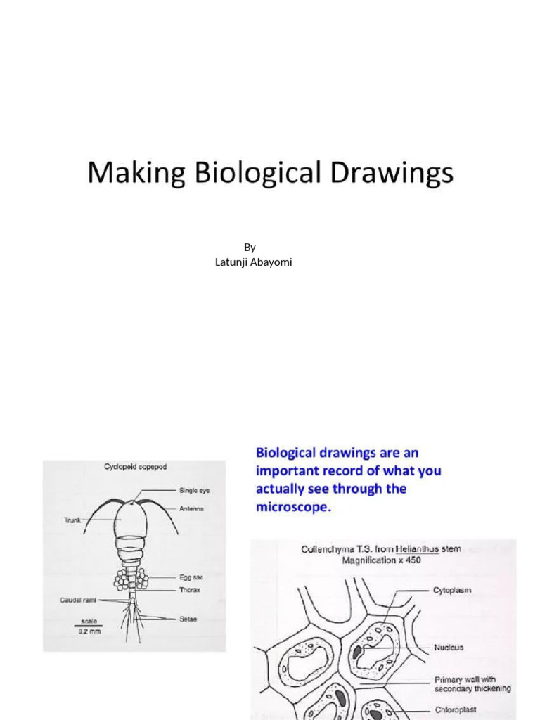 Intro to Bio Drawings - BIO 107 Lms | PDF
