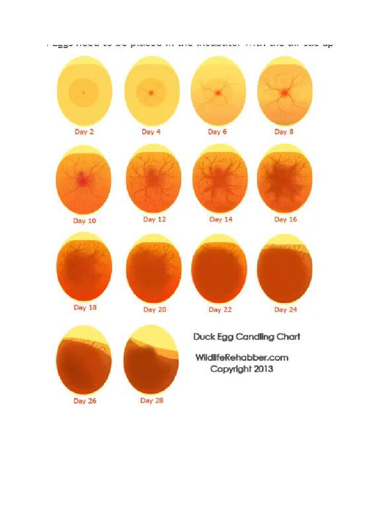 Duck Egg Devtl Bio | PDF