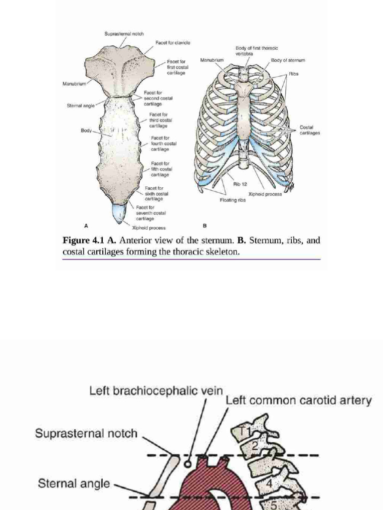 Snell OSPE Thorax | PDF