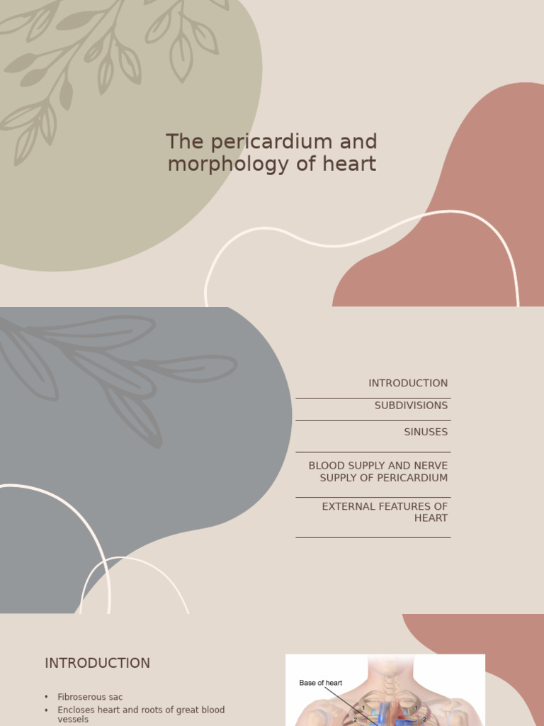 The Pericardium and Morphology of Heart S | PDF | Heart | Coronary ...