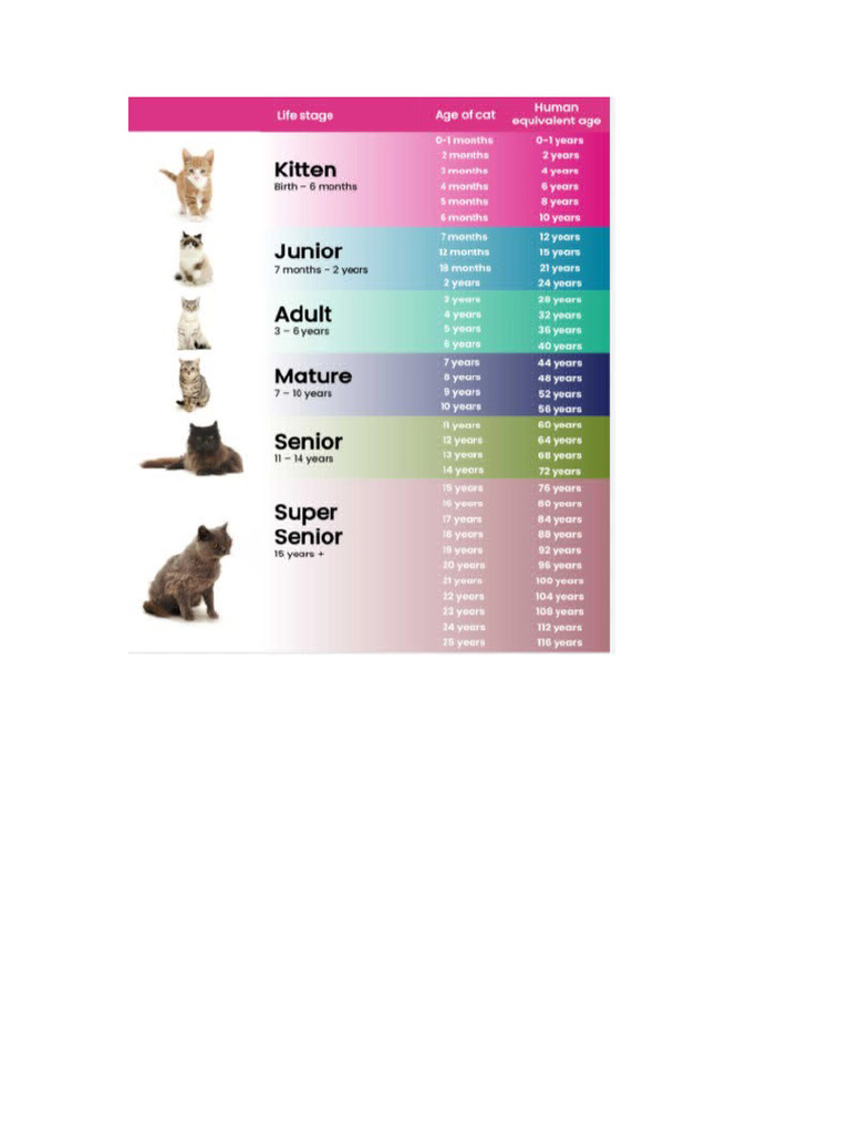 Cat Years in Human Years | PDF