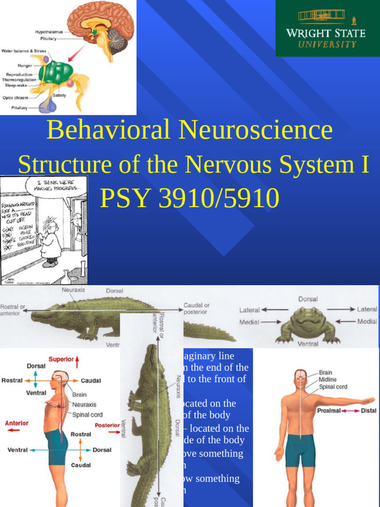 Neuro Anatomy 1 | PDF | Cerebral Cortex | Central Nervous System
