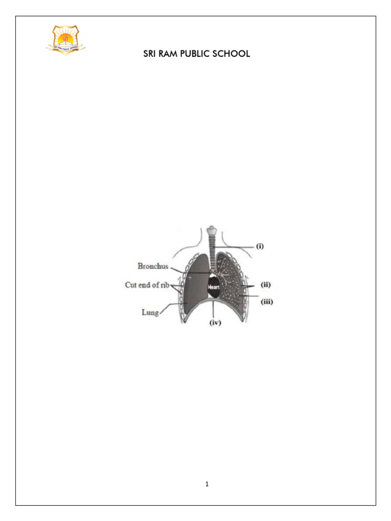 Biology Test Answer Key: Respiration | PDF | Respiratory System ...