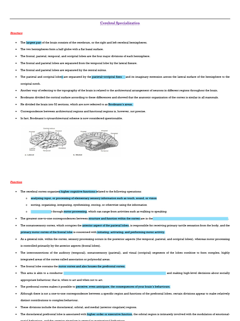 Cerebral Specialization and Function | PDF | Attention | Cerebral Cortex